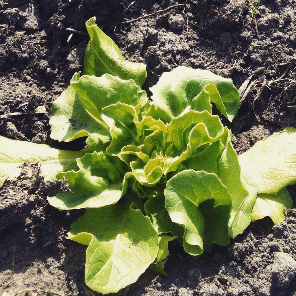 Sla planten - Moestuincursus