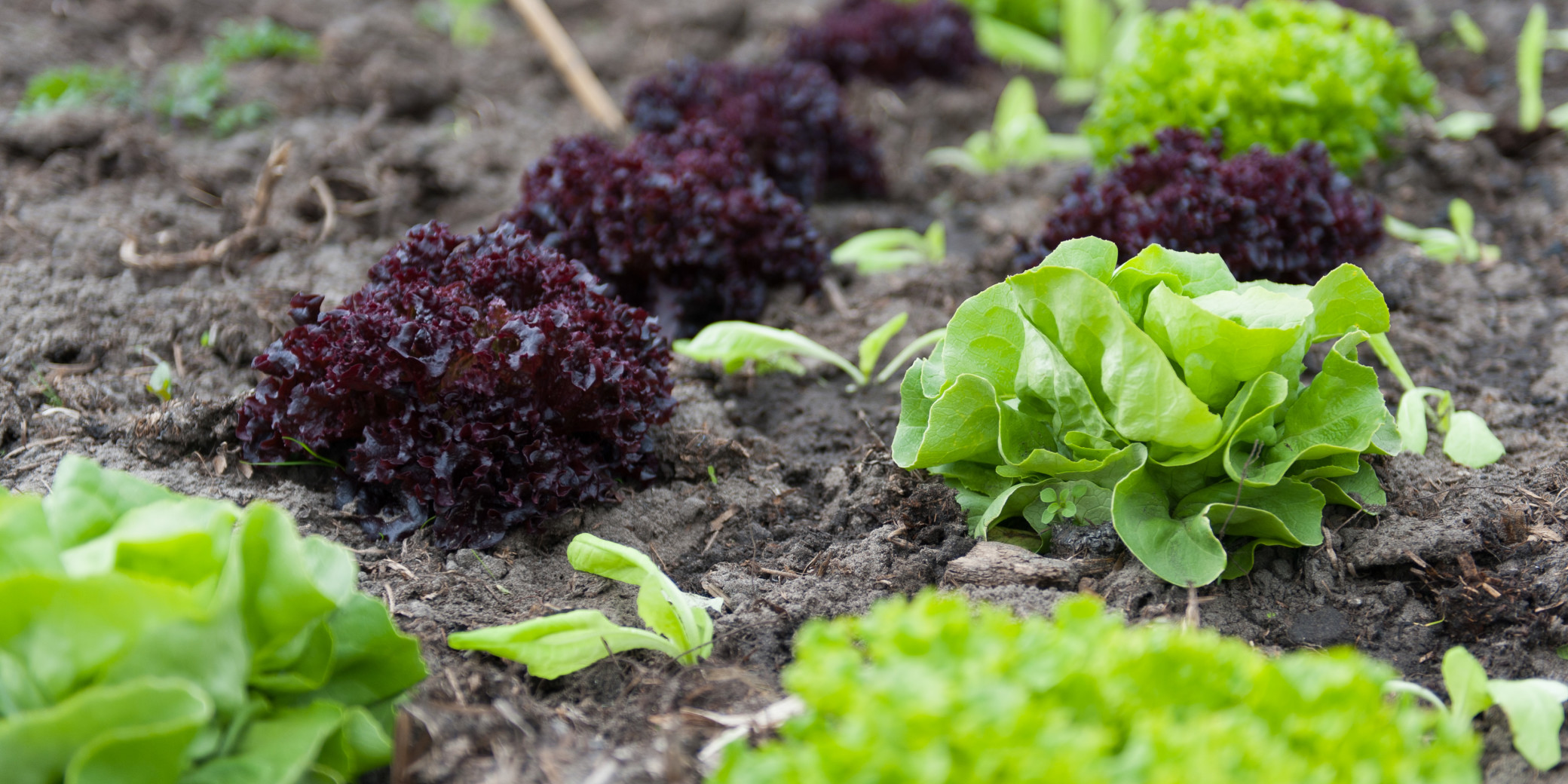 Ronde 2: sla planten - Moestuincursus