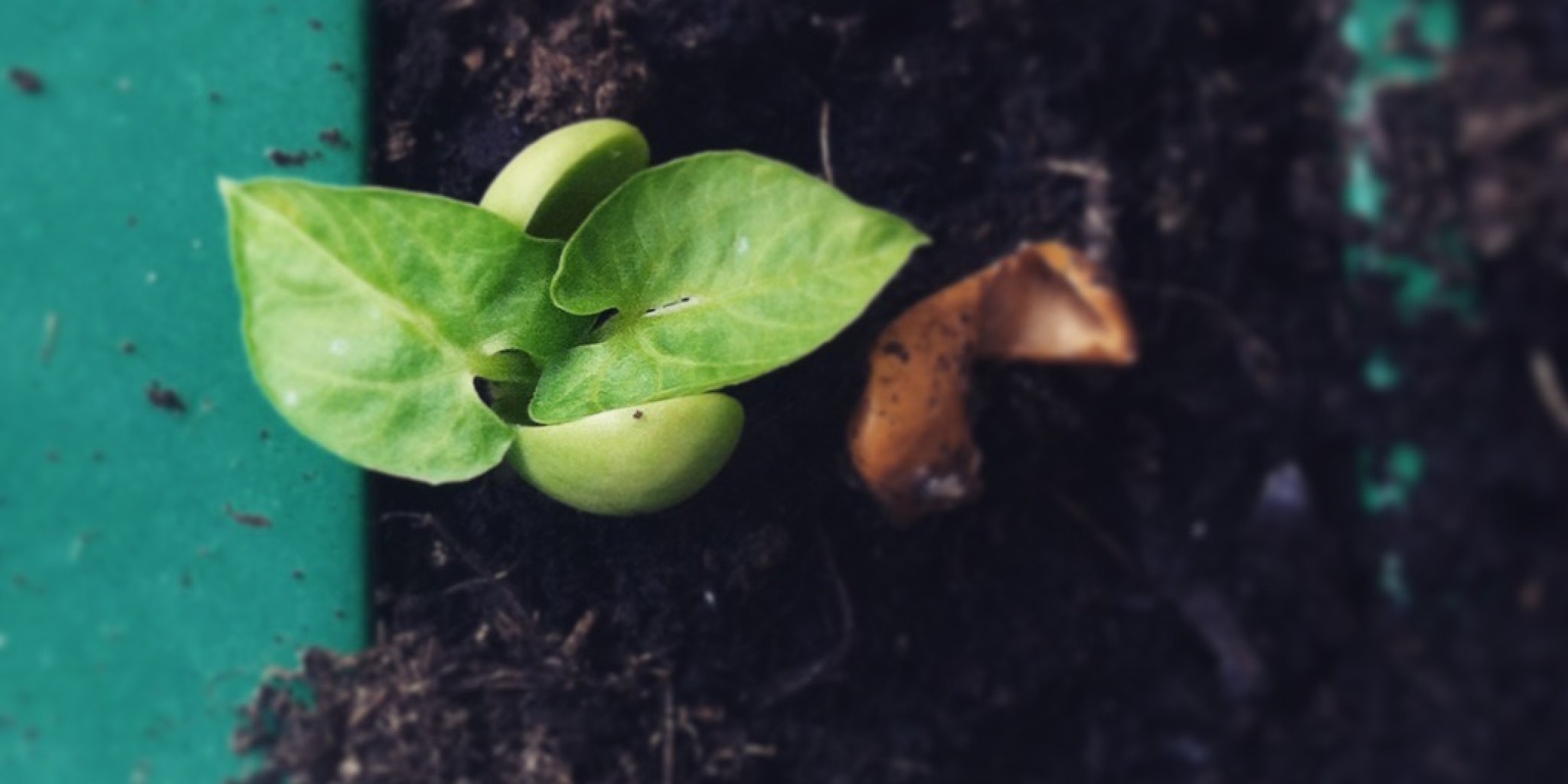 Experiment bruine boon - Moestuincursus