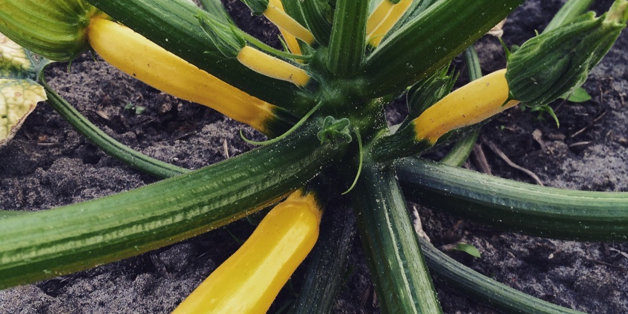 Courgette overvloed - Moestuincursus