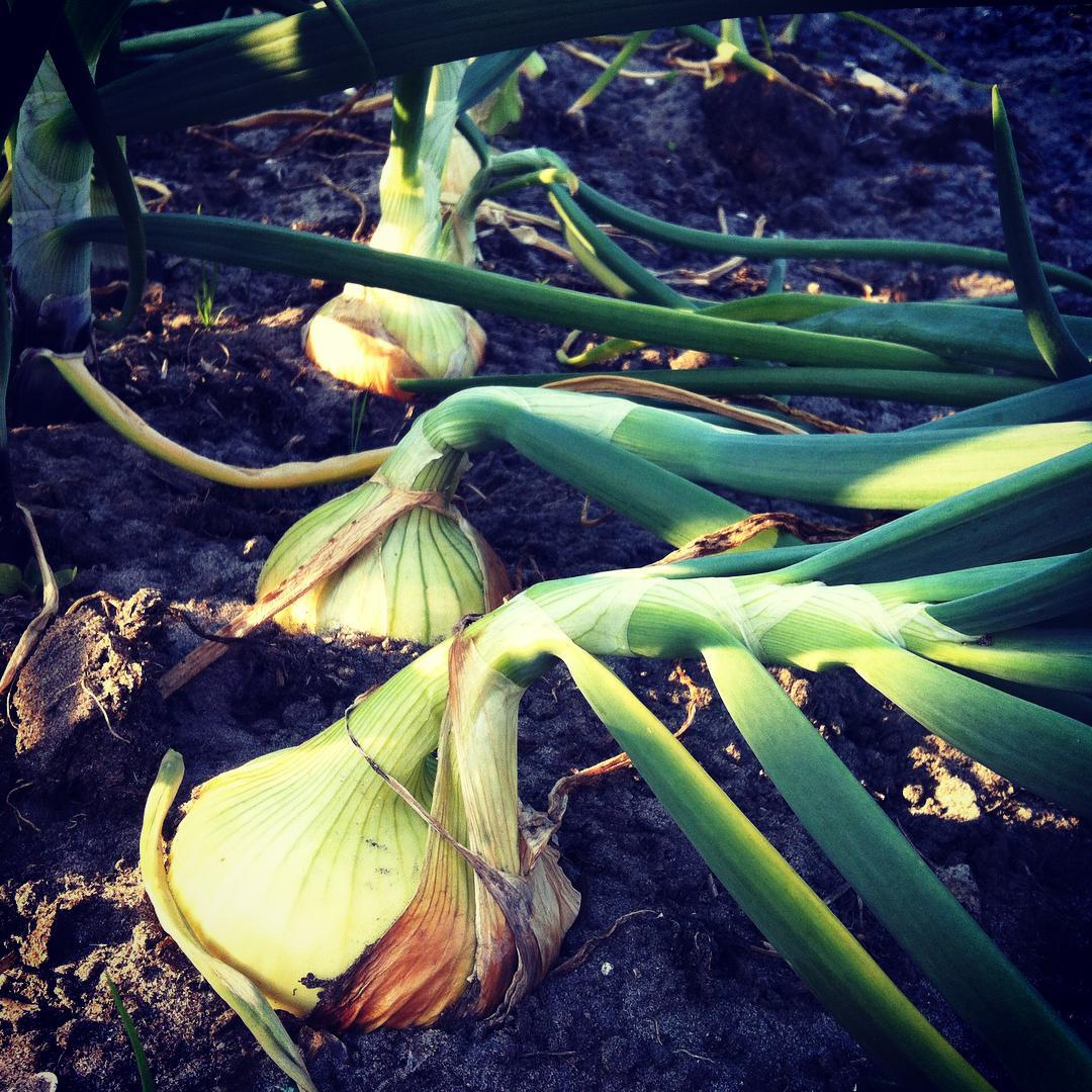 Uien oogsten: wanneer? - Moestuincursus