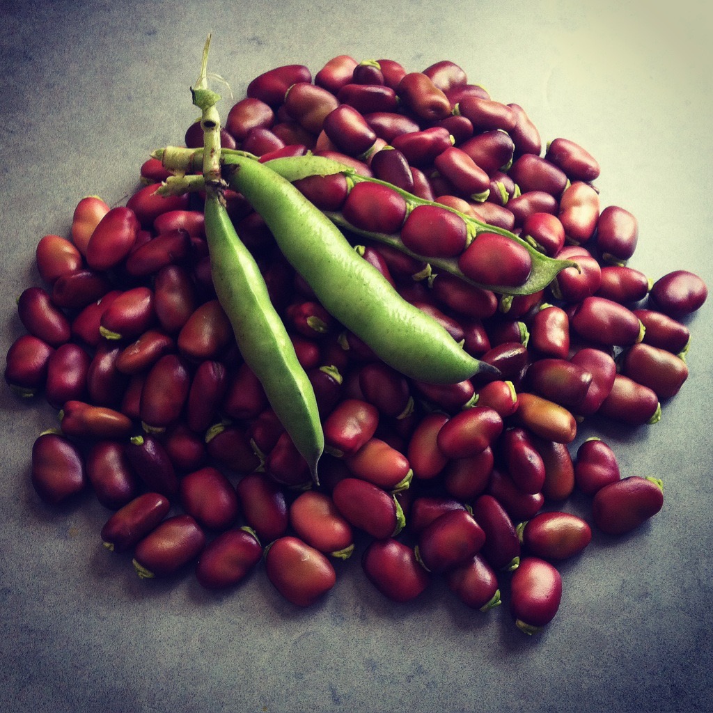 Tuinbonen invriezen: tips - Moestuincursus