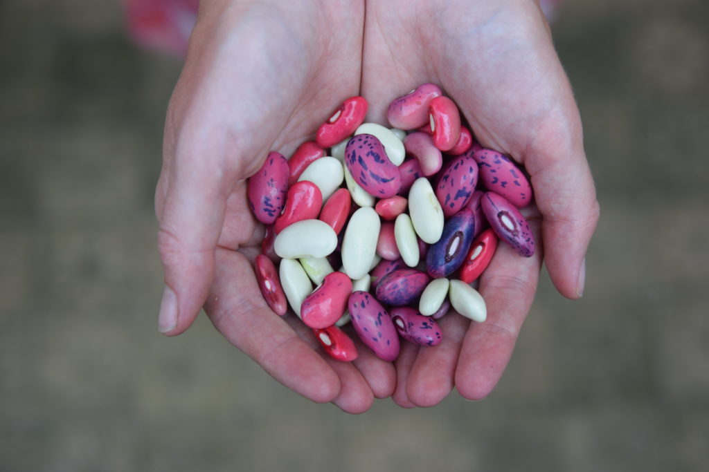 Kleurrijke pronkbonen - Moestuincursus