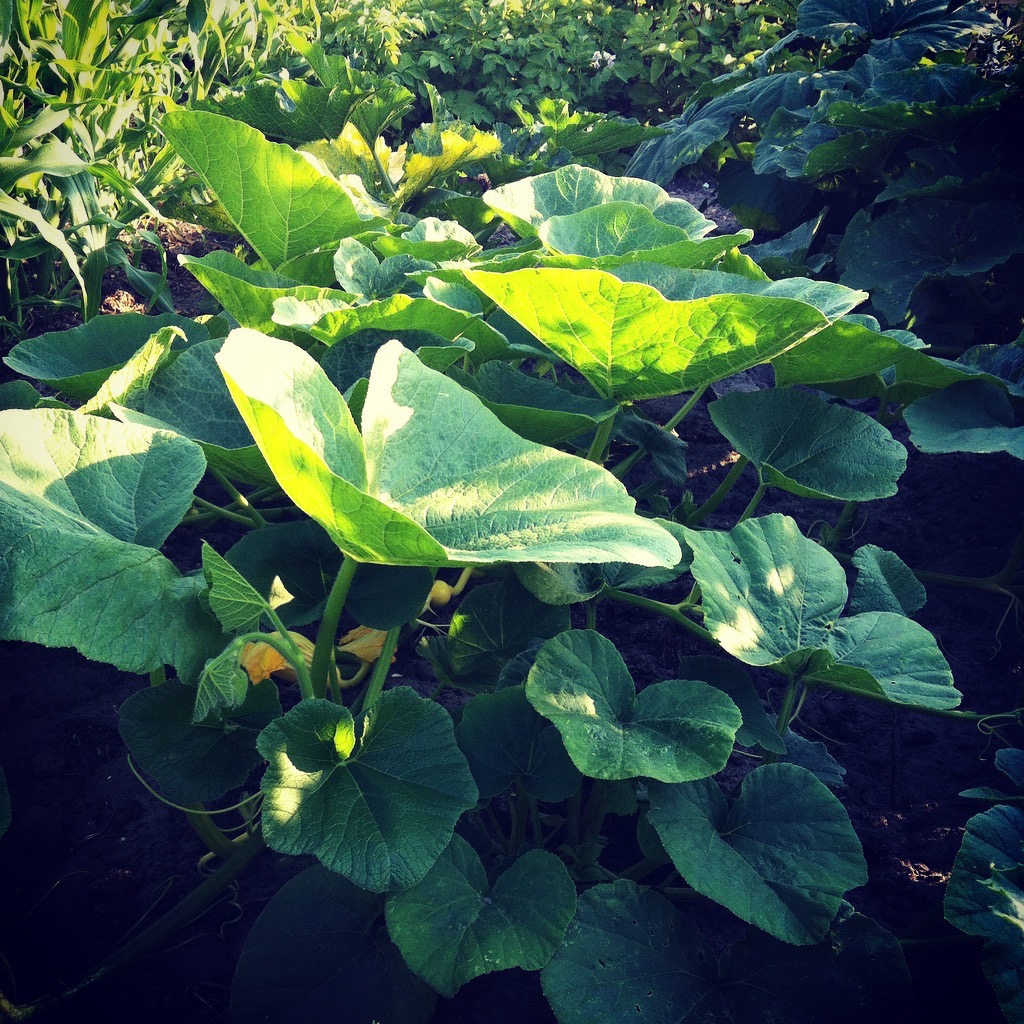 Pompoenen - Moestuincursus