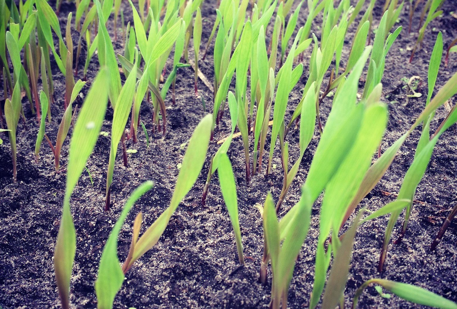 Groenbemesters - Moestuincursus