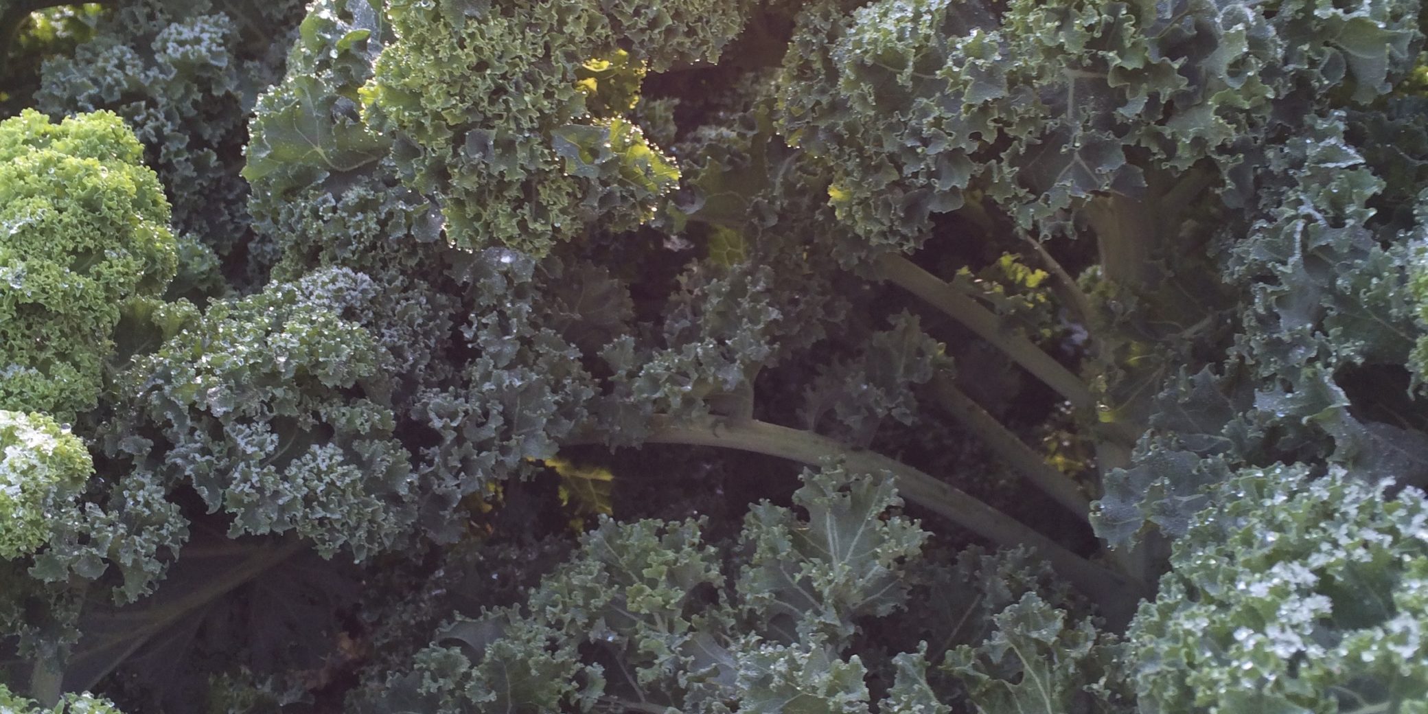 Boerenkool - Moestuincursus