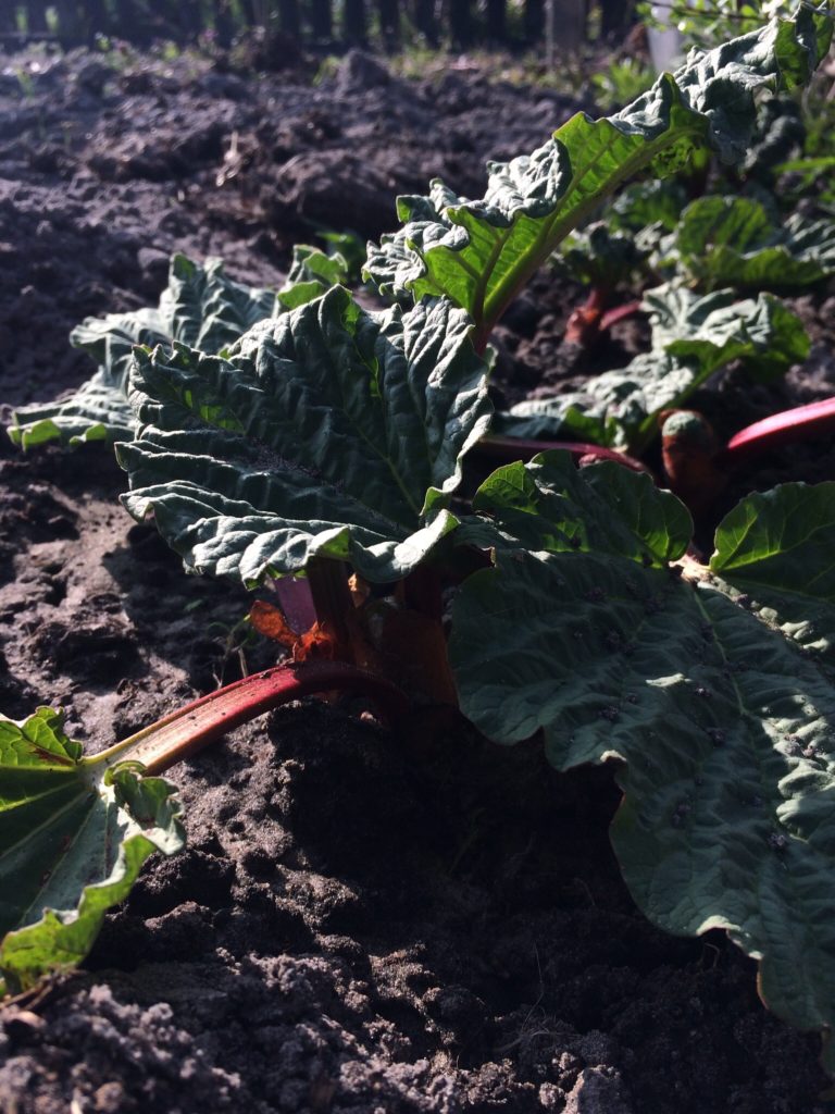 Rabarber - Moestuincursus