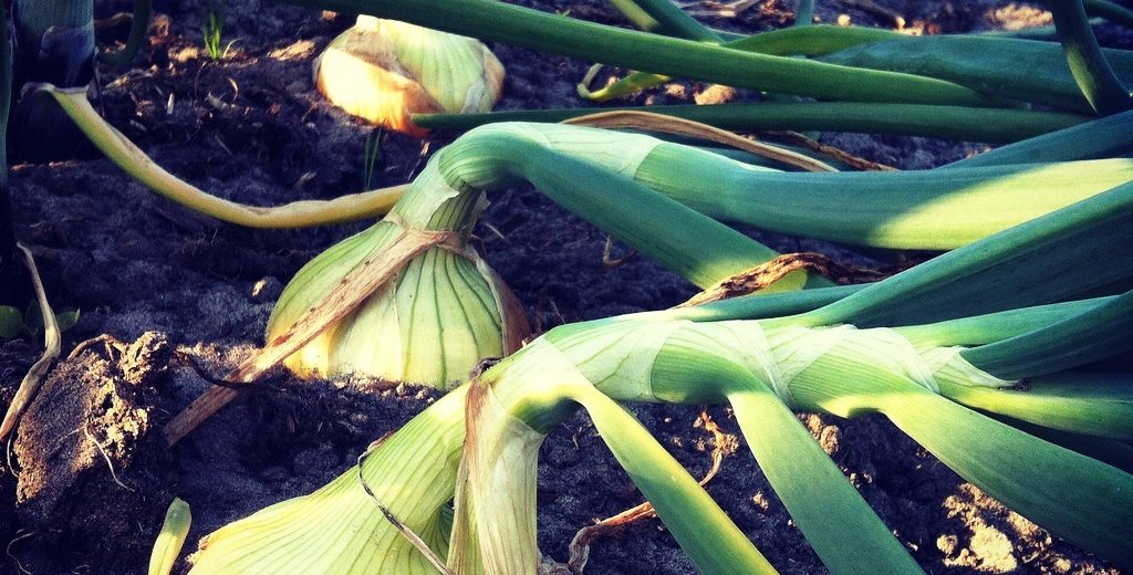 Uien - Moestuincursus